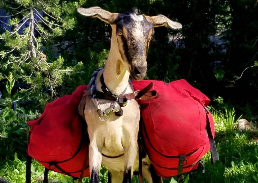 High Sierra Pack Goats - Goat Journal